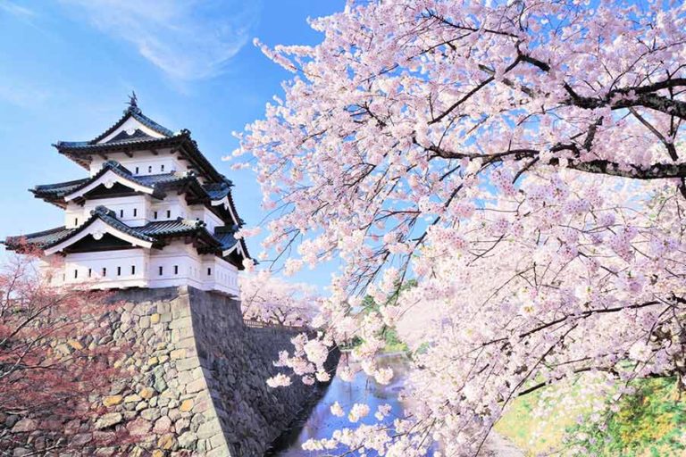 Giappone – Sakura, i fiori di ciliegio, icona di bellezza effimera e ...